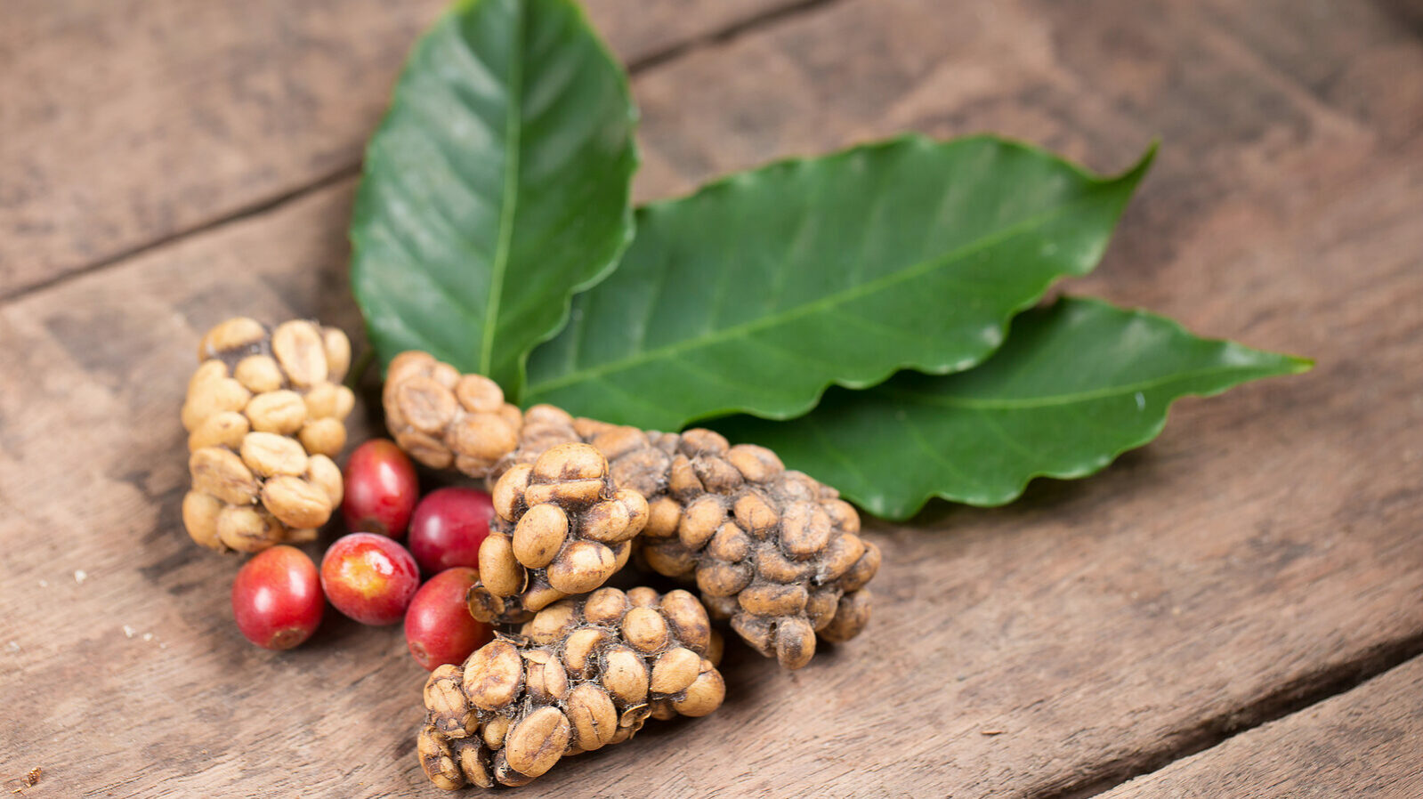 Världens dyraste kaffe – Kopi Luwak | Seniordeal.se